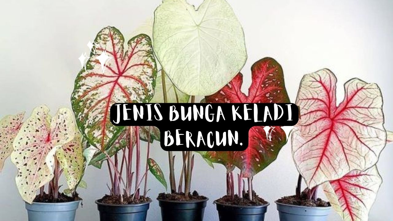 Jenis Bunga Keladi Beracun. • Shazylin.com